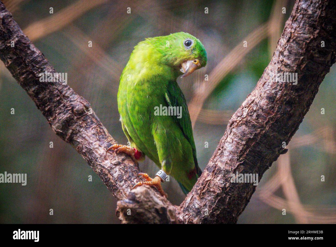 A blue crowned hanging parrot Stock Photo - Alamy