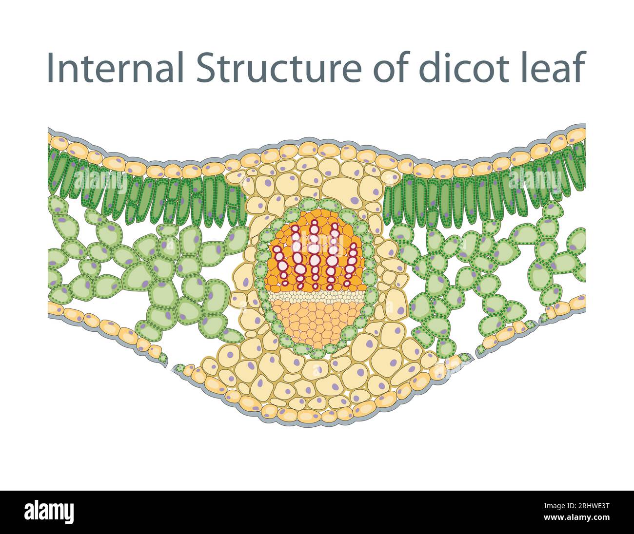 Internal Structure of dicot leaf Stock Photo - Alamy Internal Structure of dicot leaf Stock Photo - Alamy