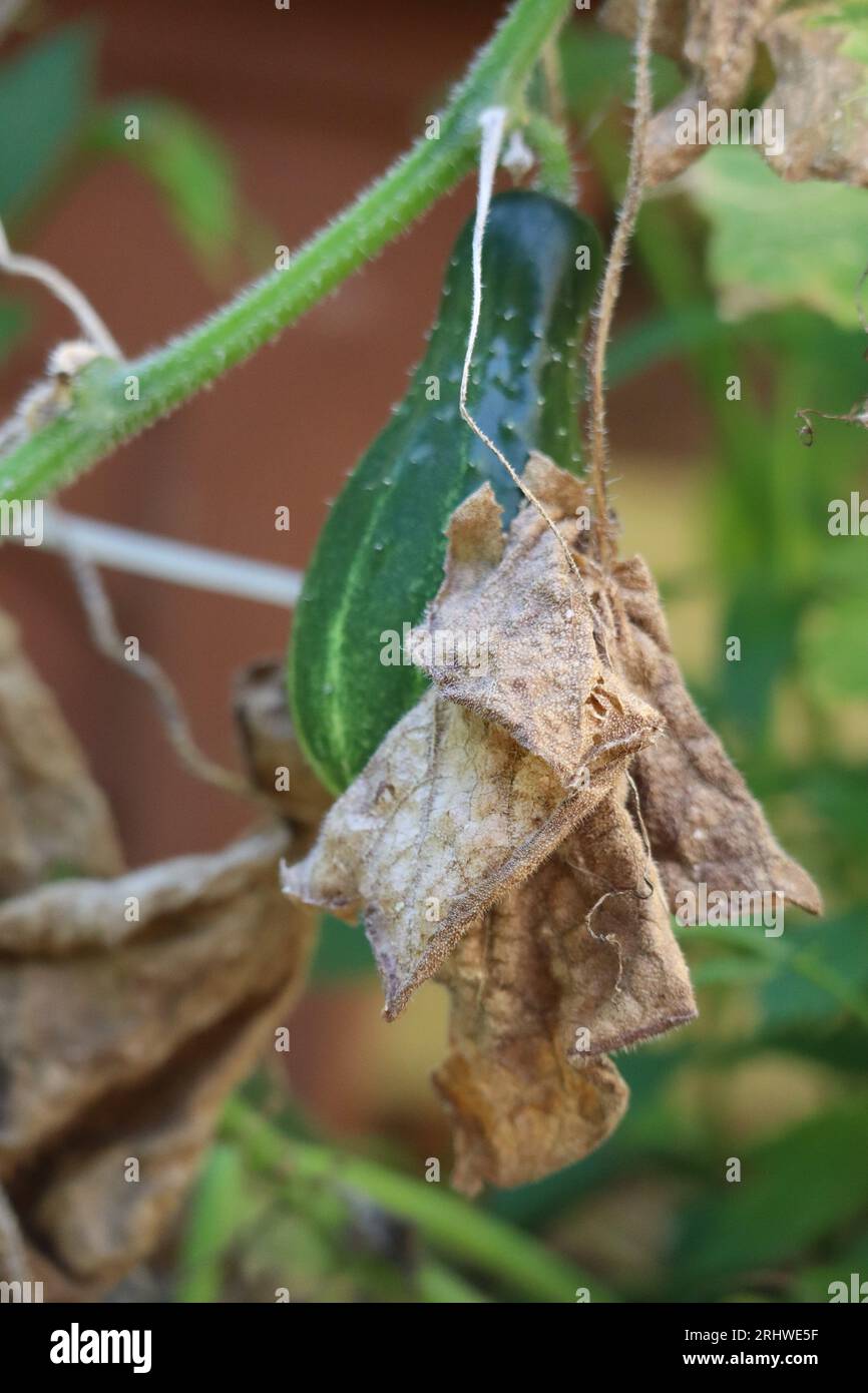 withered Leaf of a Pickle Stock Photo - Alamy