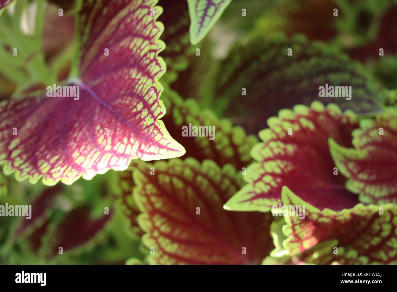 Species of flame nettle hi-res stock photography and images - Alamy