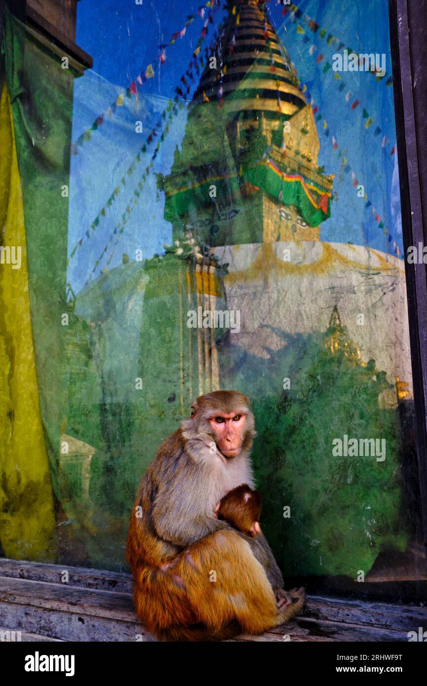 Temple kathmandu bouddhiste hi-res stock photography and images - Alamy