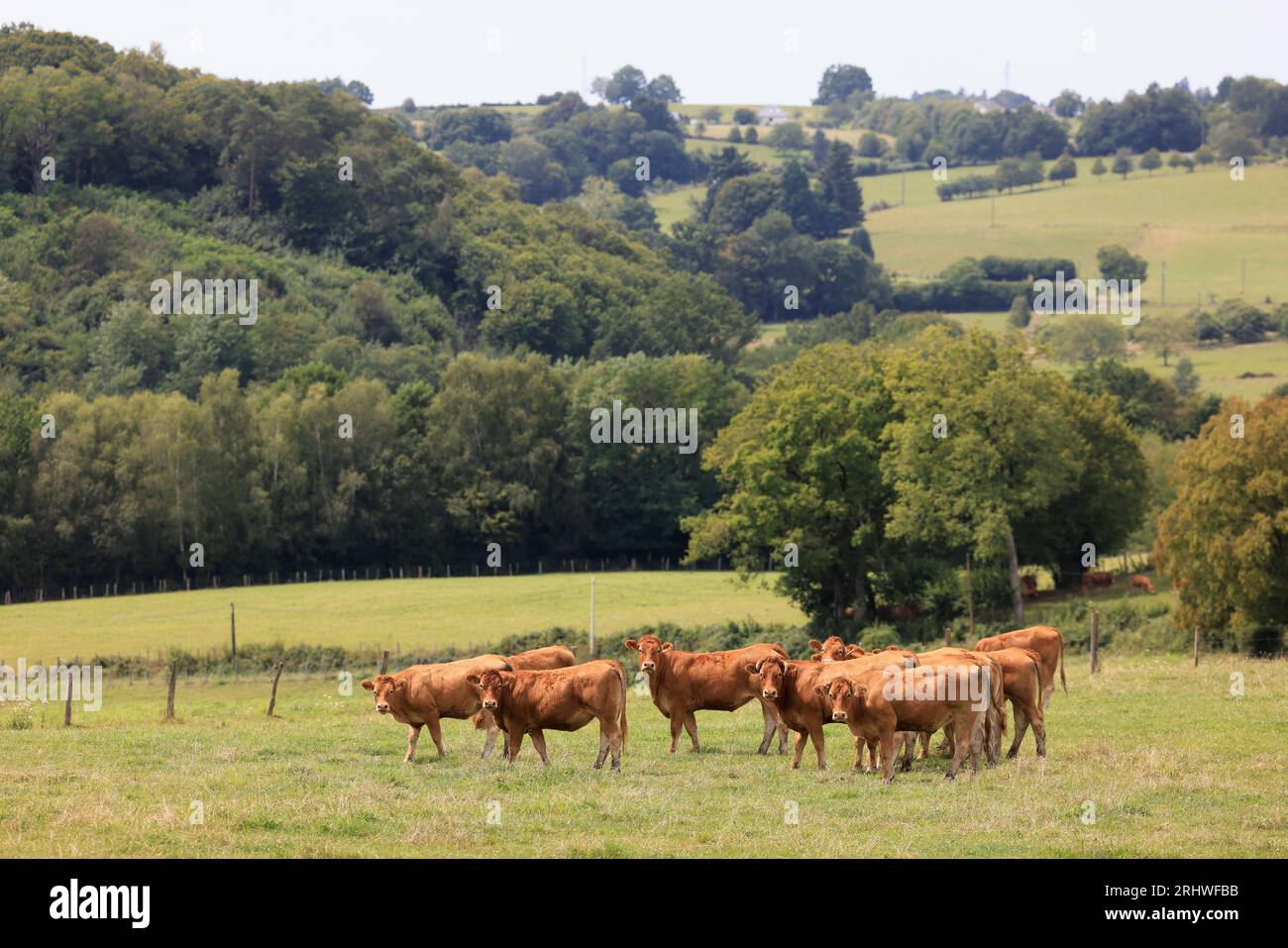 Vaches à viande limousines dans la campagne du Limousin. Cette race de vache est ...