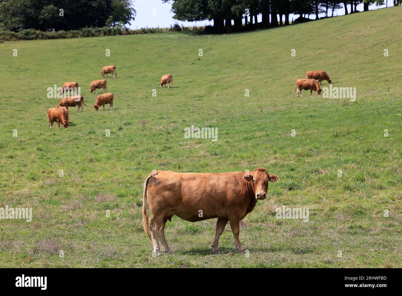 Vaches à viande limousines dans la campagne du Limousin. Cette race de vache est ...