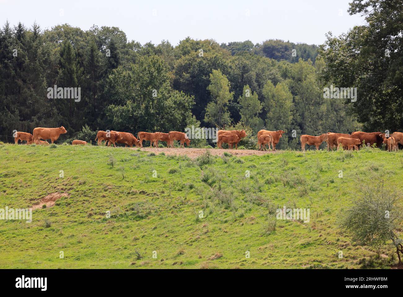 Vaches à viande limousines dans la campagne du Limousin. Cette race de vache est ...