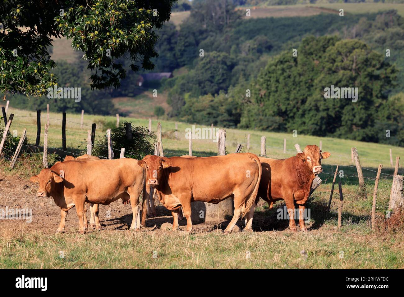 Vaches à viande limousines dans la campagne du Limousin. Cette race de ...