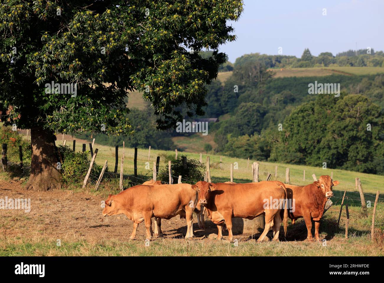 Vaches à viande limousines dans la campagne du Limousin. Cette race de vache est ...