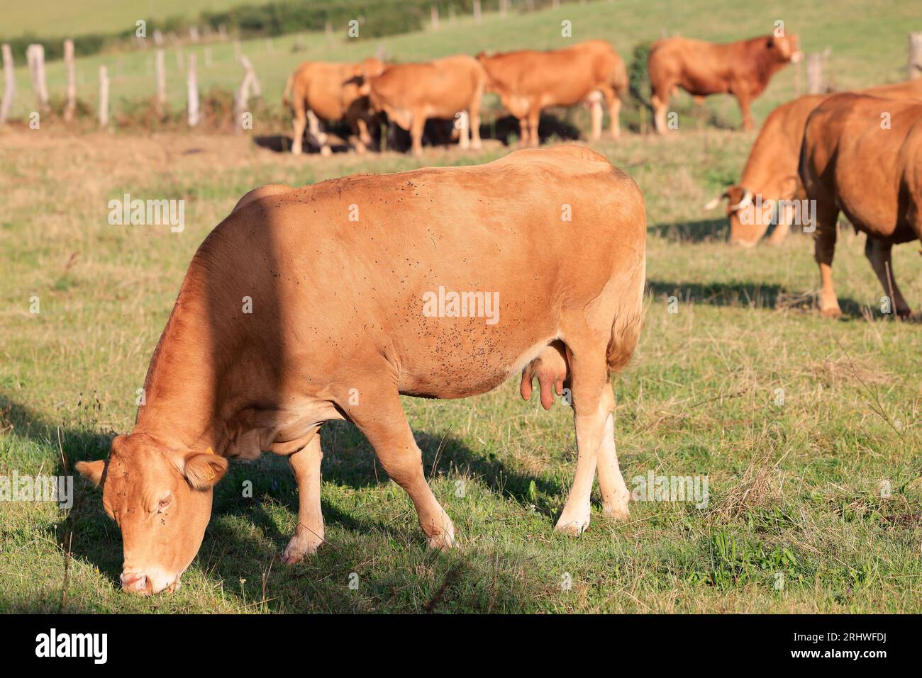 Vaches à viande limousines dans la campagne du Limousin. Cette race de vache est ...