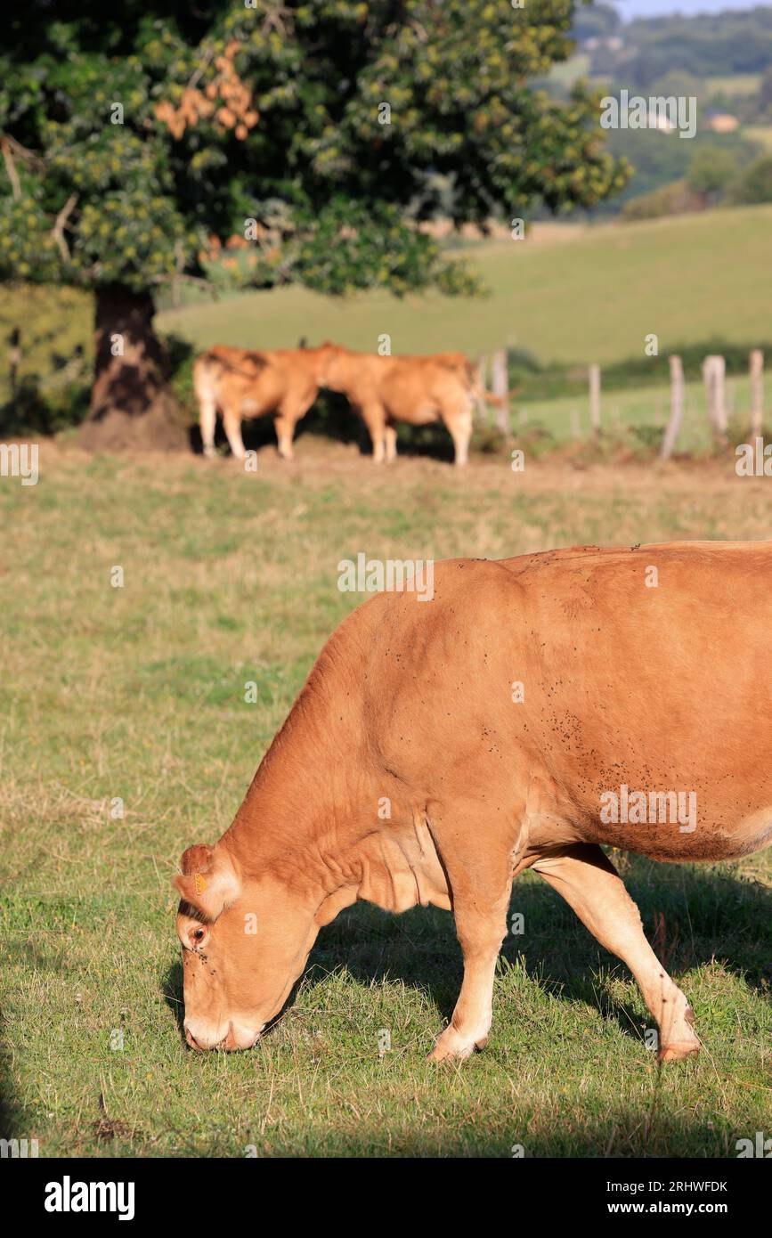 Vaches à viande limousines dans la campagne du Limousin. Cette race de vache est ...