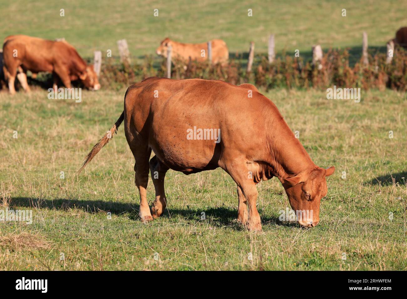 Vaches à viande limousines dans la campagne du Limousin. Cette race de ...