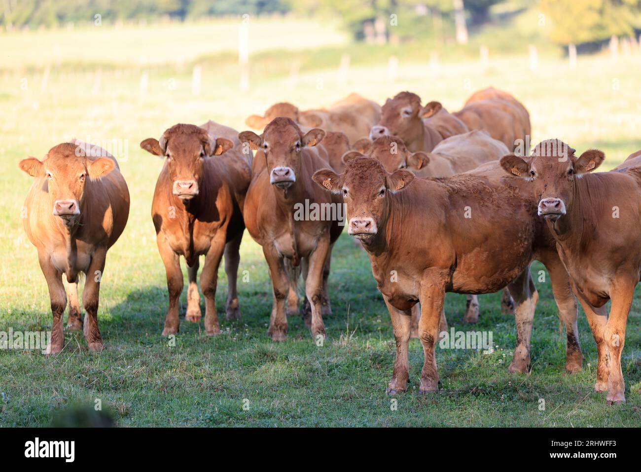Vaches à viande limousines dans la campagne du Limousin. Cette race de vache est ...