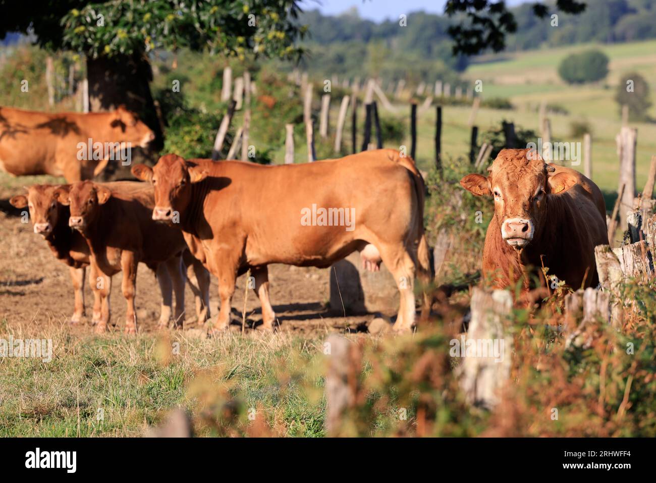 Race de viande hi-res stock photography and images - Alamy