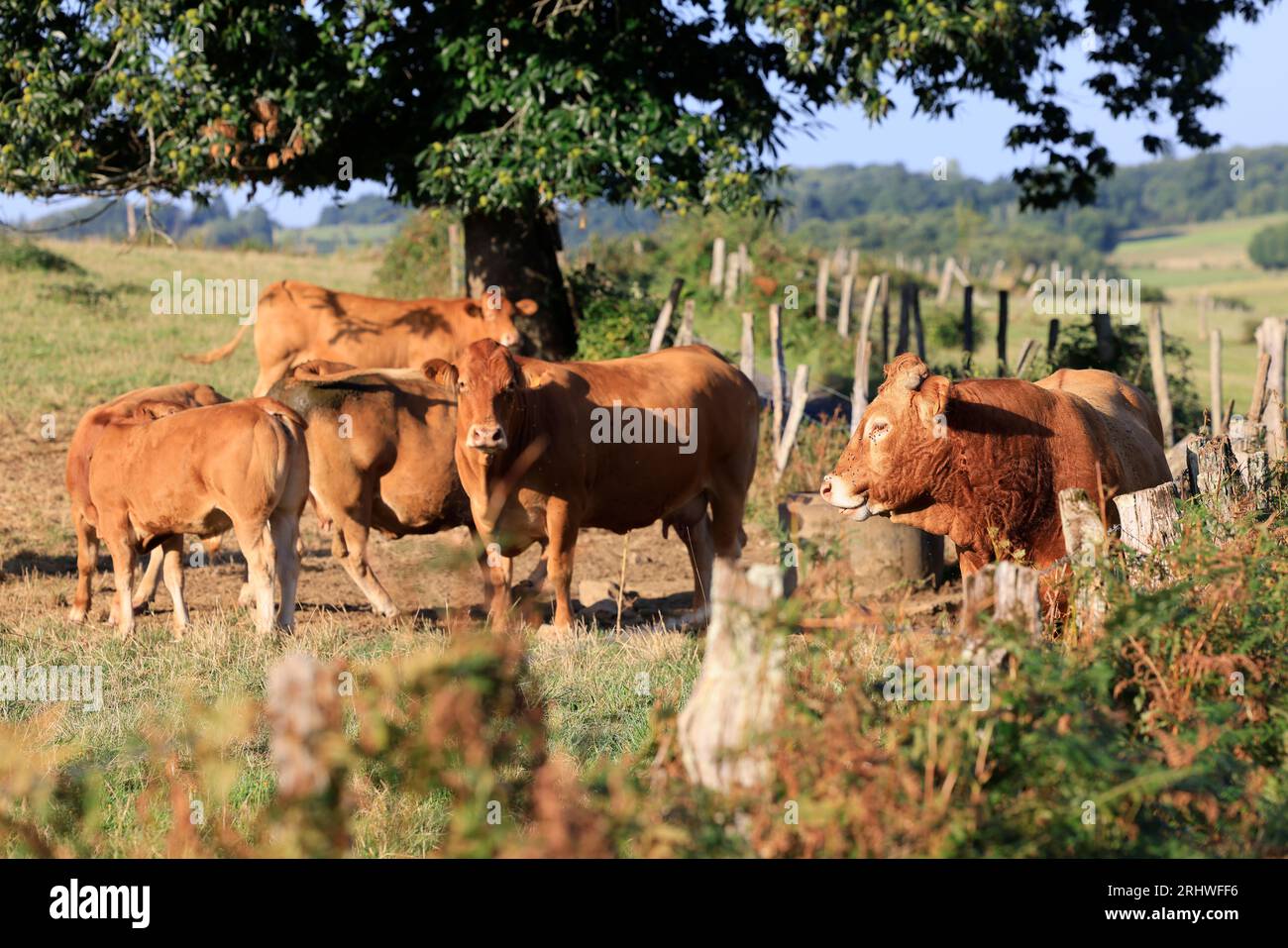 Vaches à viande limousines dans la campagne du Limousin. Cette race de ...