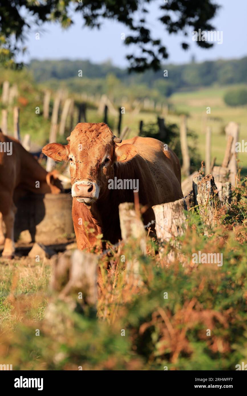 Vaches à viande limousines dans la campagne du Limousin. Cette race de vache est ...