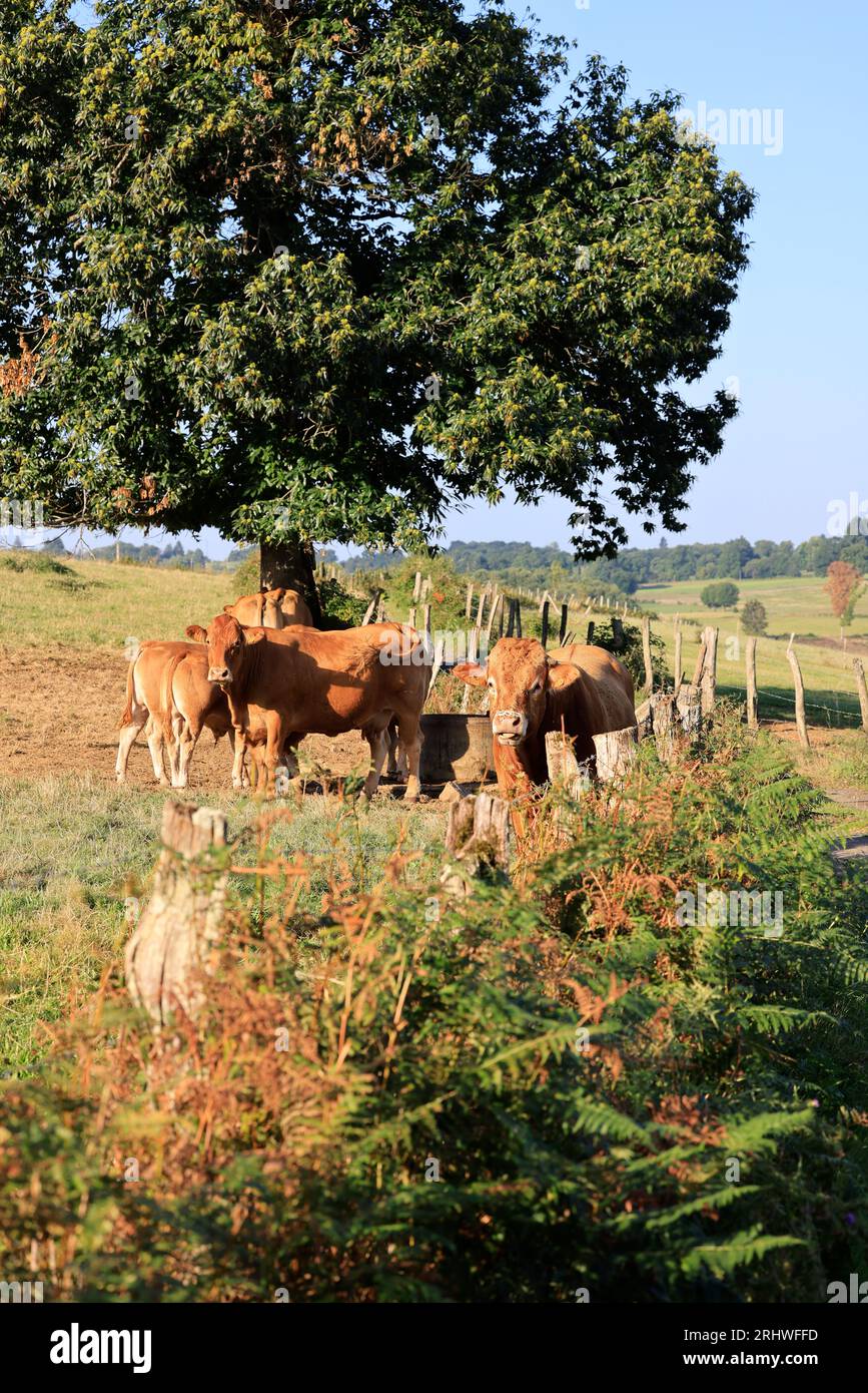 Vaches à viande limousines dans la campagne du Limousin. Cette race de vache est ...