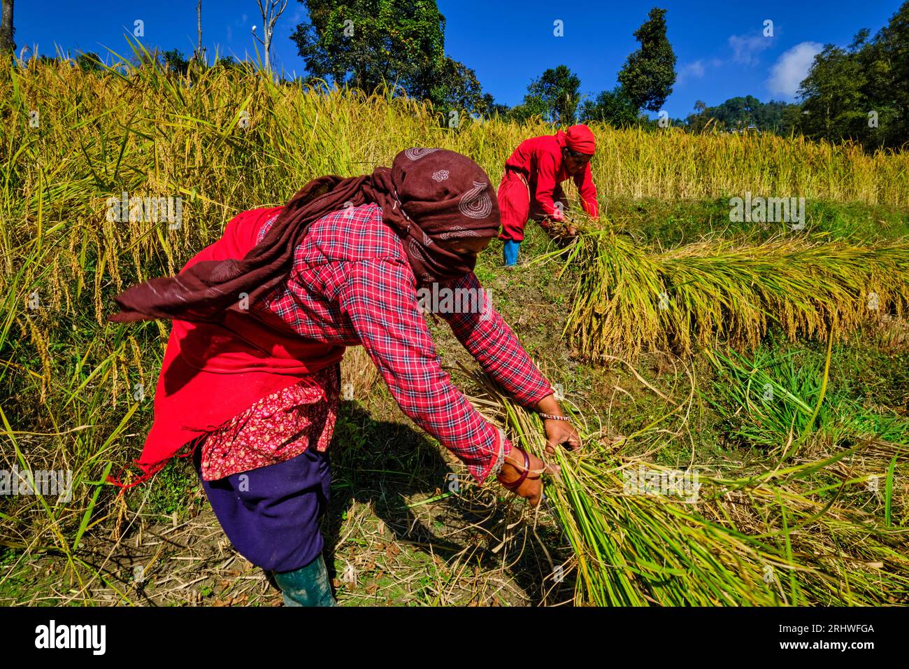Nepal, Kathmandu Valley, rice fields in the surrounding mountains of ...