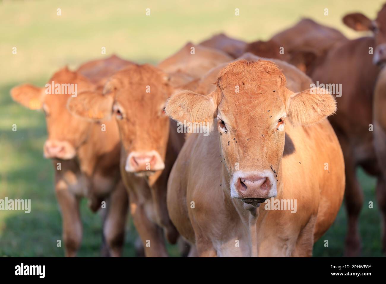 Vaches à viande limousines dans la campagne du Limousin. Cette race de vache est ...