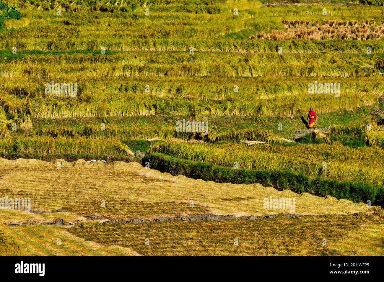 Nepal, Kathmandu Valley, rice fields in the surrounding mountains of ...