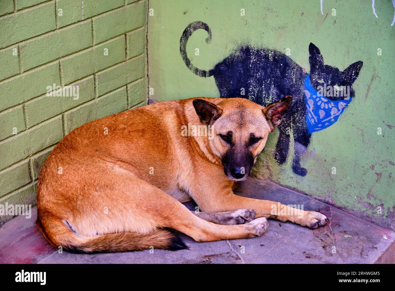 Nepal, Kathmandu valley, Newar city of Patan, dog sleeping in front of ...
