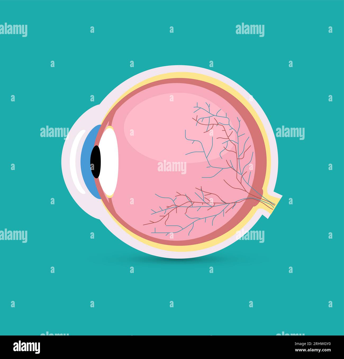 Eye ball vector retina closeup side view isolated icon. Round Eyeball ...