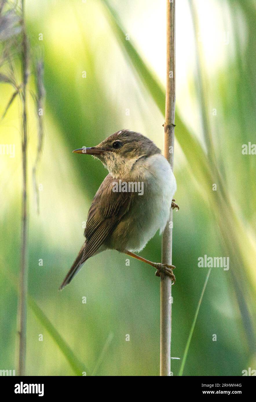 bird in the reed /vogel im schilf Stock Photo - Alamy