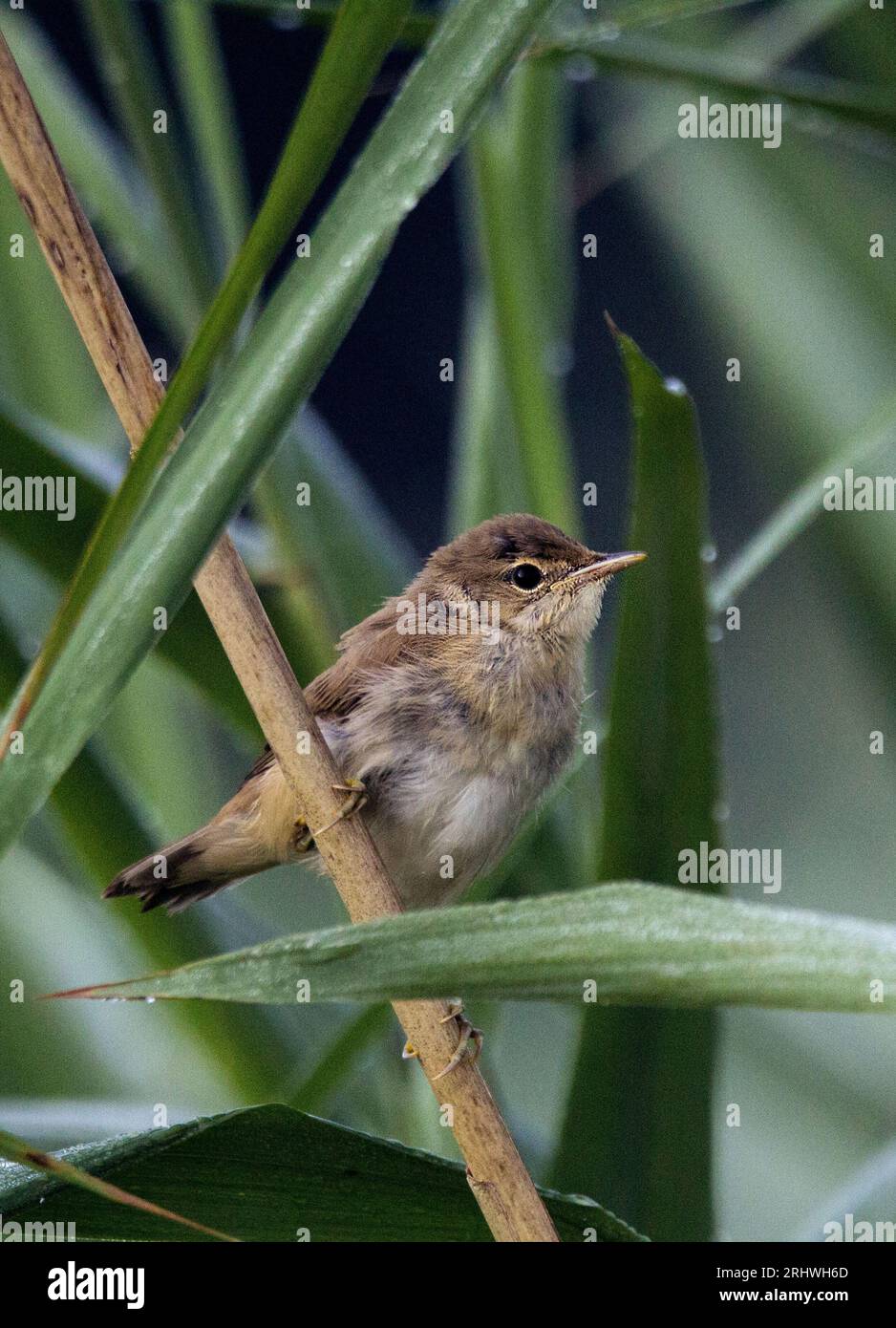 bird in the reed /vogel im schilf Stock Photo - Alamy