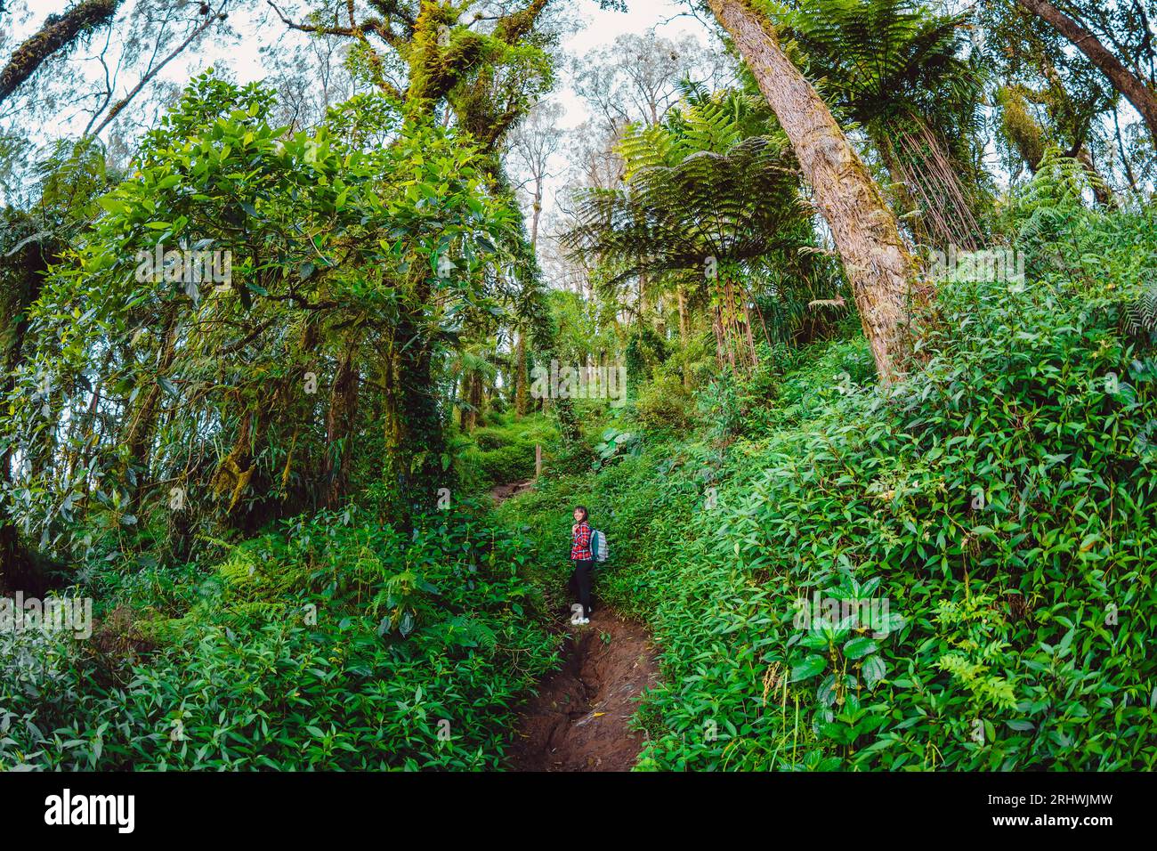 Biggest tree in tropical rain forest and woman hiker on trail in Bali ...