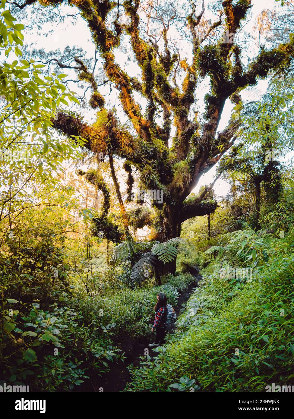 Biggest tree in tropical rain forest and woman hiker on trail in Bali ...