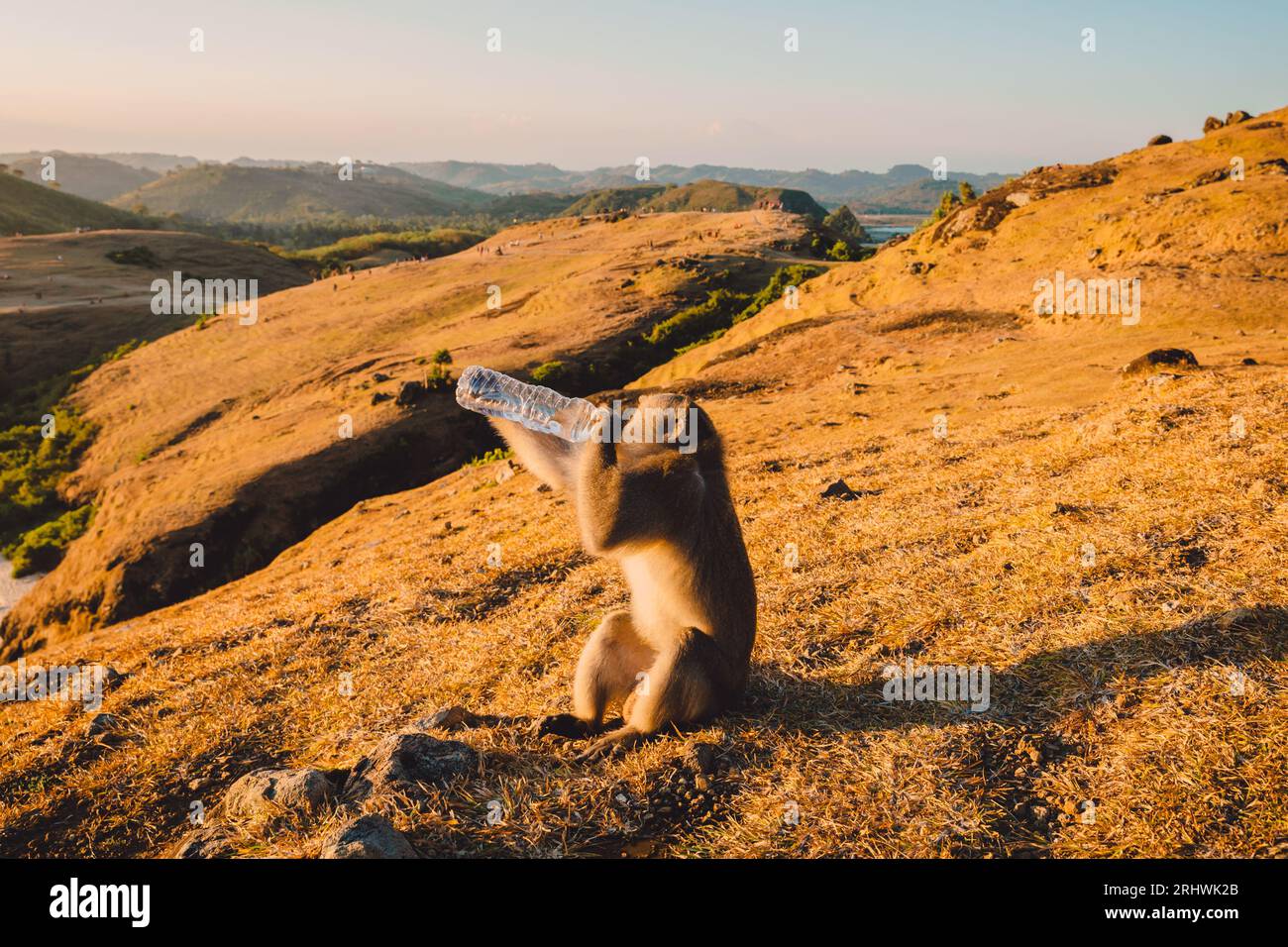Monkey macaque drinking water from plastic bottle in outdoor with warm ...