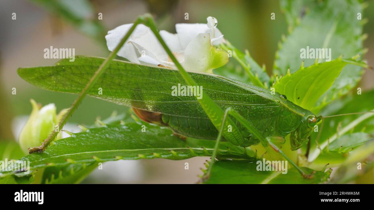 Fork-tailed bush katydid (Scudderia furcata) - Hall County, Georgia. A ...