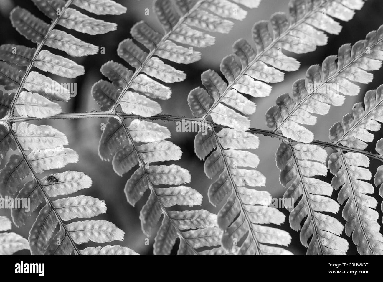 Autumn fern (Dryopteris erythrosora) - Hall County, Georgia. The ...