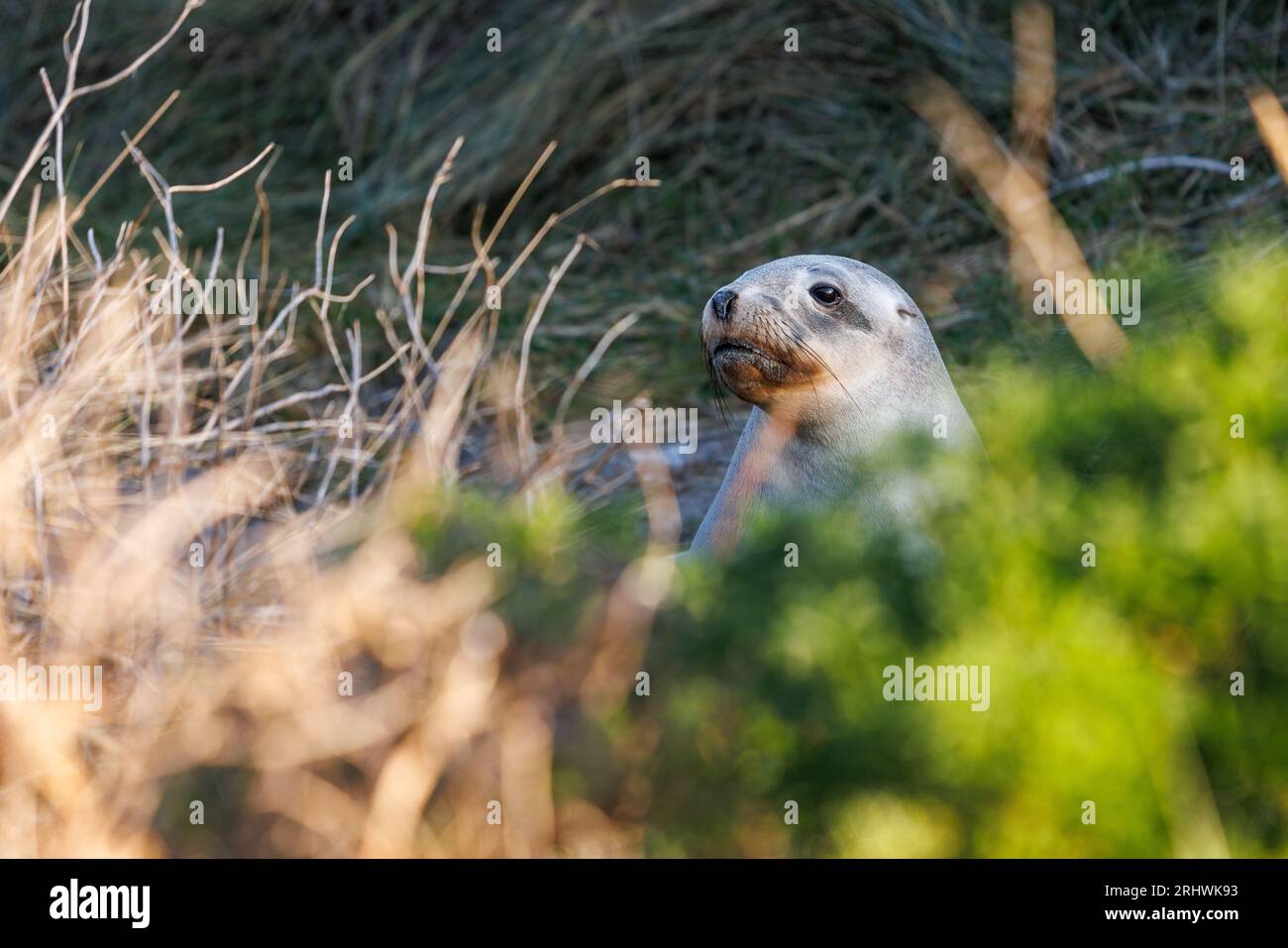 Dunedin australia hi-res stock photography and images - Alamy