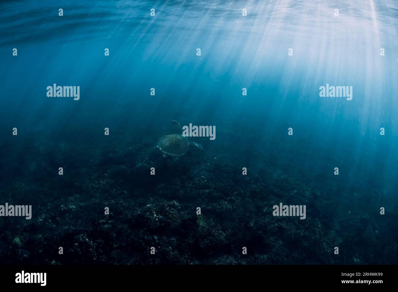 Sea turtle floating in ocean with sun rays. Green sea turtle with ...