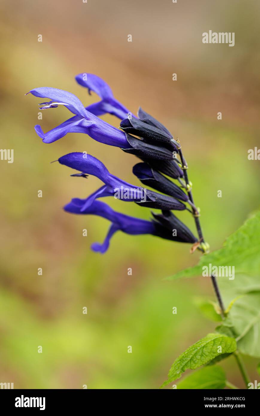Blue anise sage (Salvia coerulea) - Hall County, Georgia Stock Photo ...