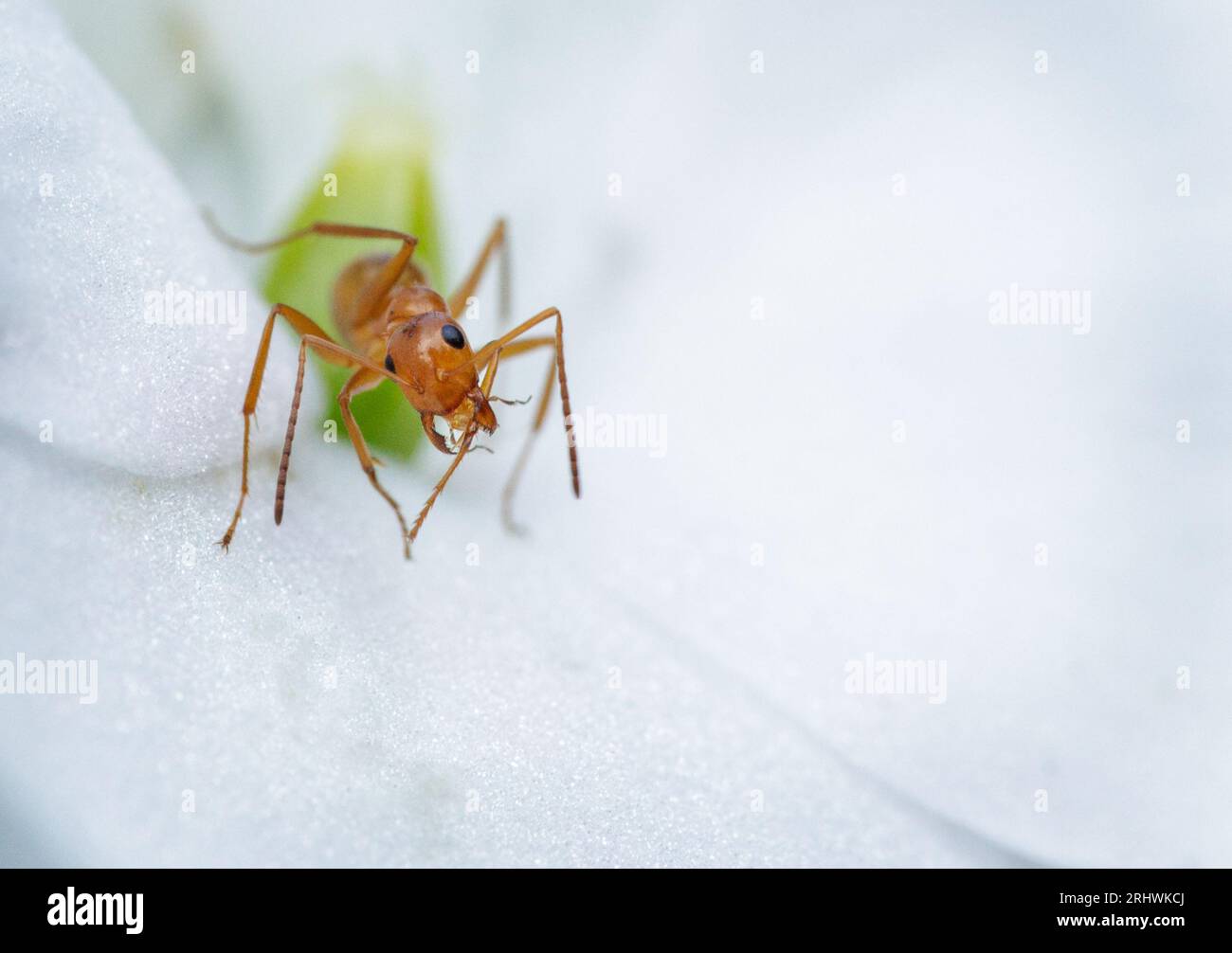 Reddish carpenter ant hi-res stock photography and images - Alamy
