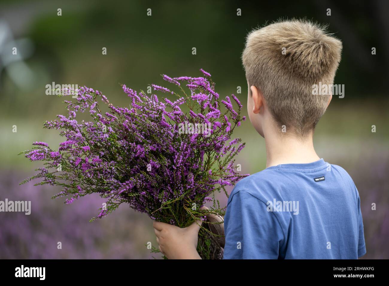 OTTERLO - Visitors to the Hoge Veluwe pick a bunch of heather. Part of ...