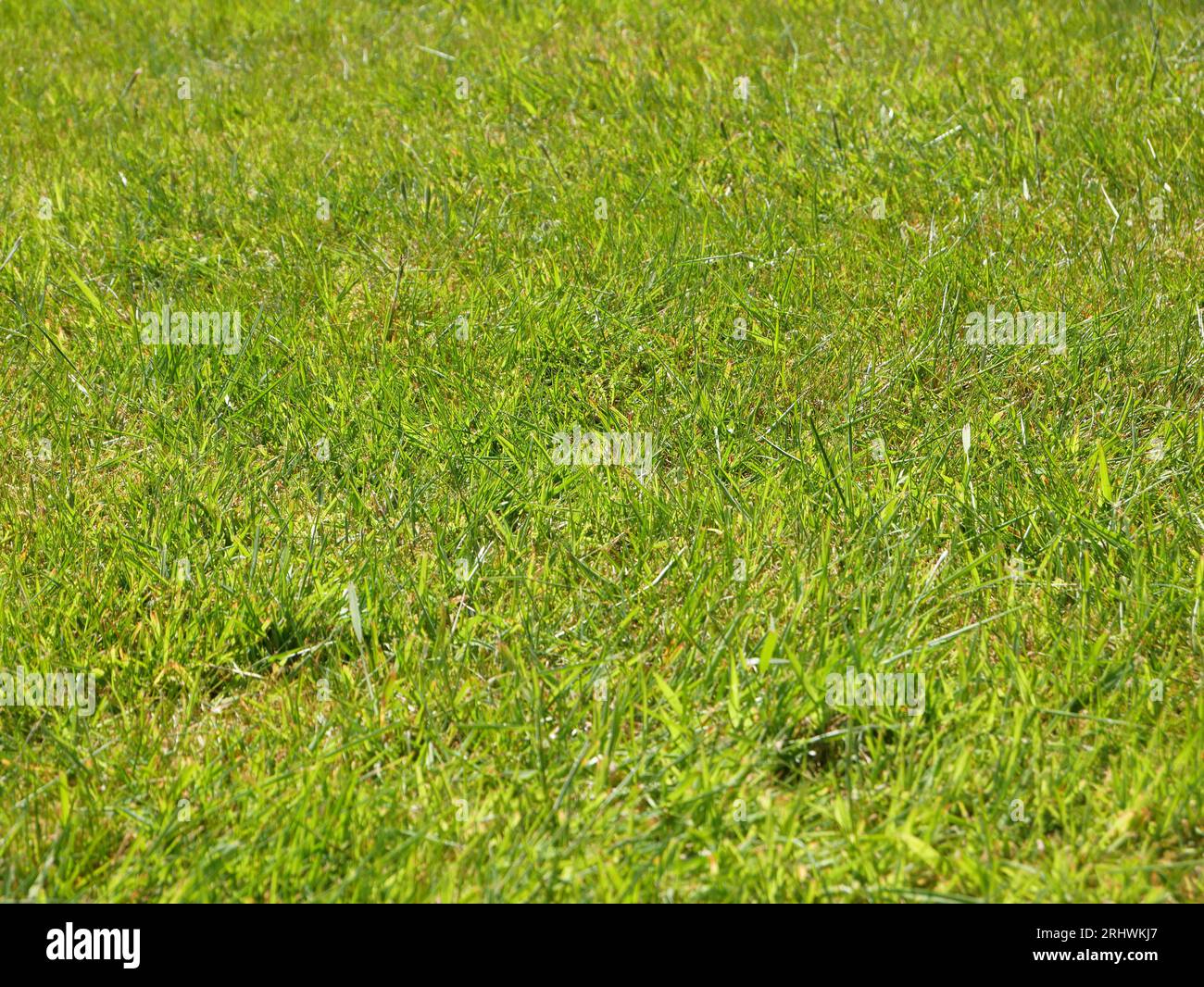 Green grass background, summer lawn, field close view Stock Photo - Alamy