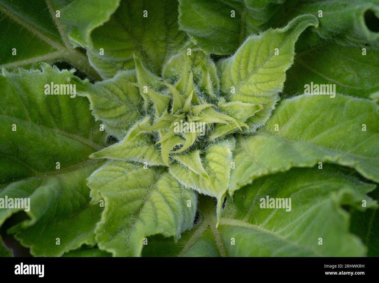 The intricate leaf system of a Sunflower plant before flowering ...
