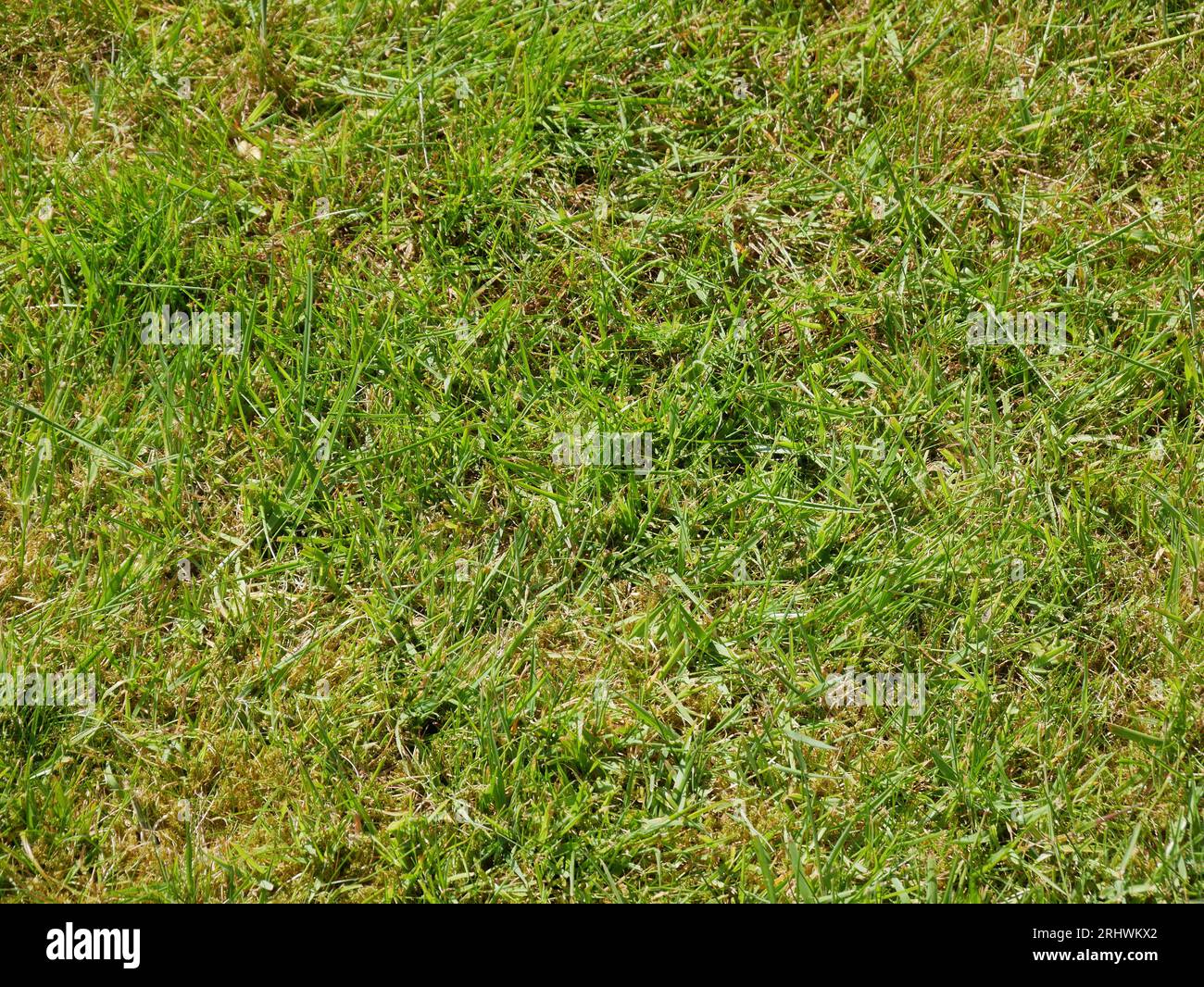 Green grass background, summer lawn, field close view Stock Photo - Alamy