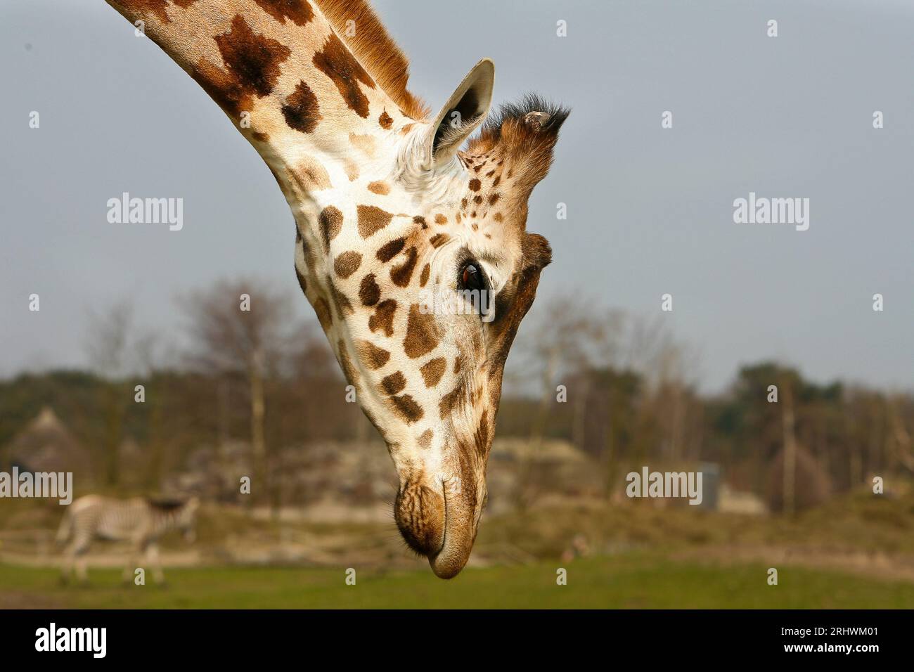 Giraf hi-res stock photography and images - Alamy