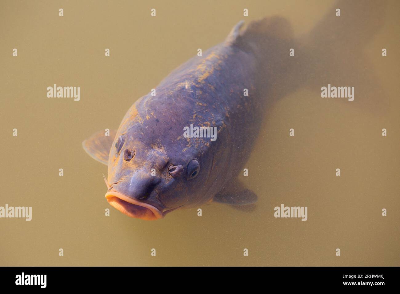 Carpids hi-res stock photography and images - Alamy
