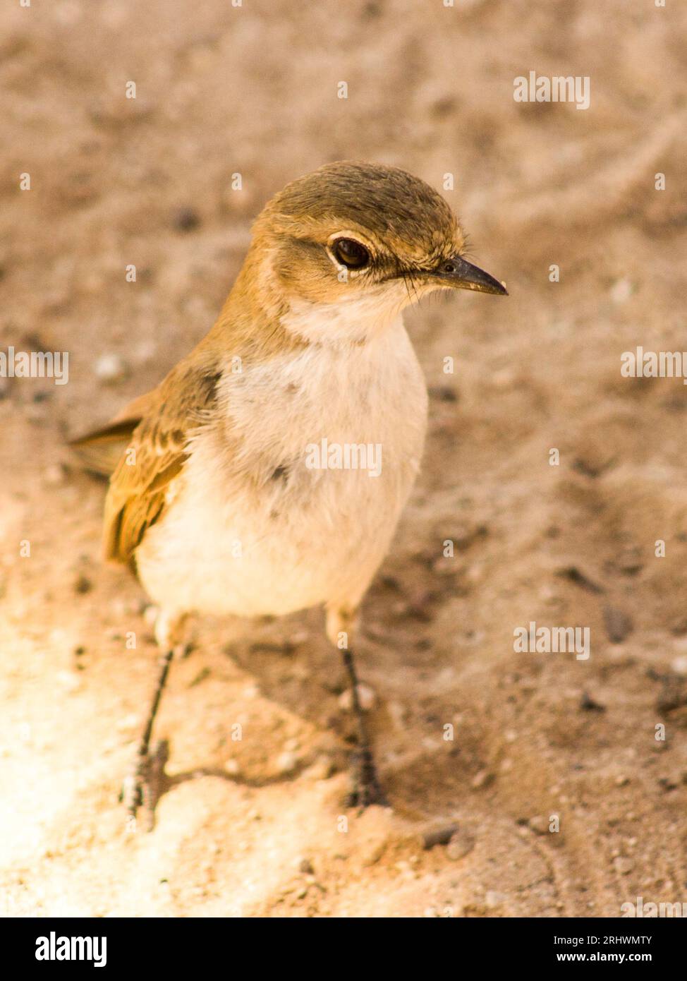 Marico eye hi-res stock photography and images - Alamy