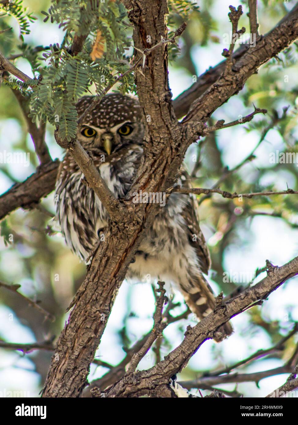 A small Pear-spotted Owlet, Glaucidium perlatum, peaking through a fork ...