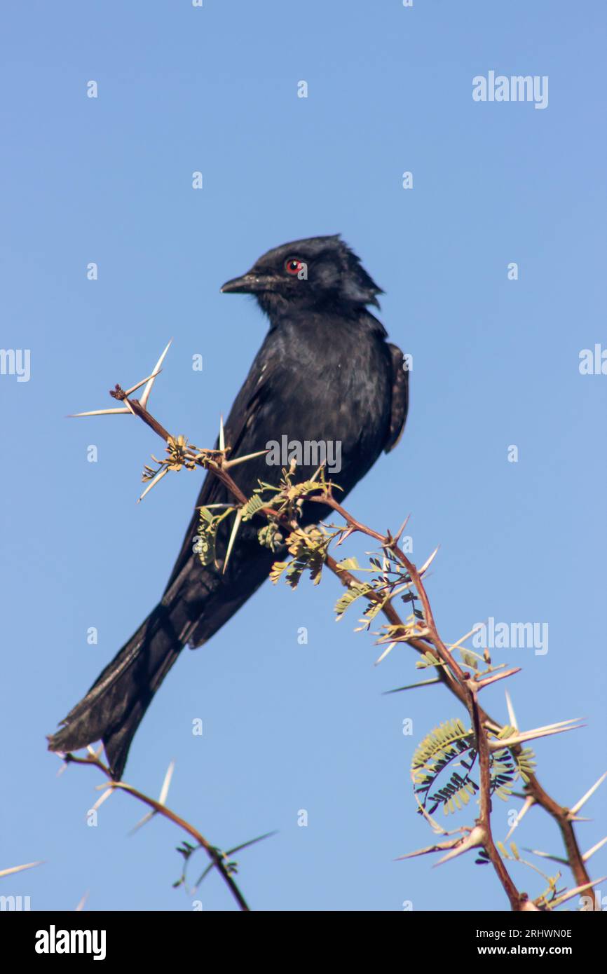 A Fork-tailed Drongo, Dicrurus Adsimilis, looking to the side, perched ...