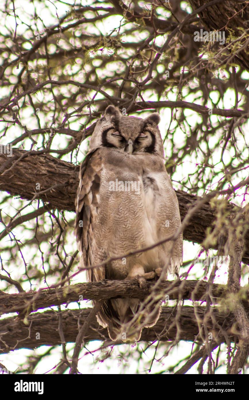 A majestic Verreaux Eagle Owl, Bubo lacteus, sleeping in a large acacia ...