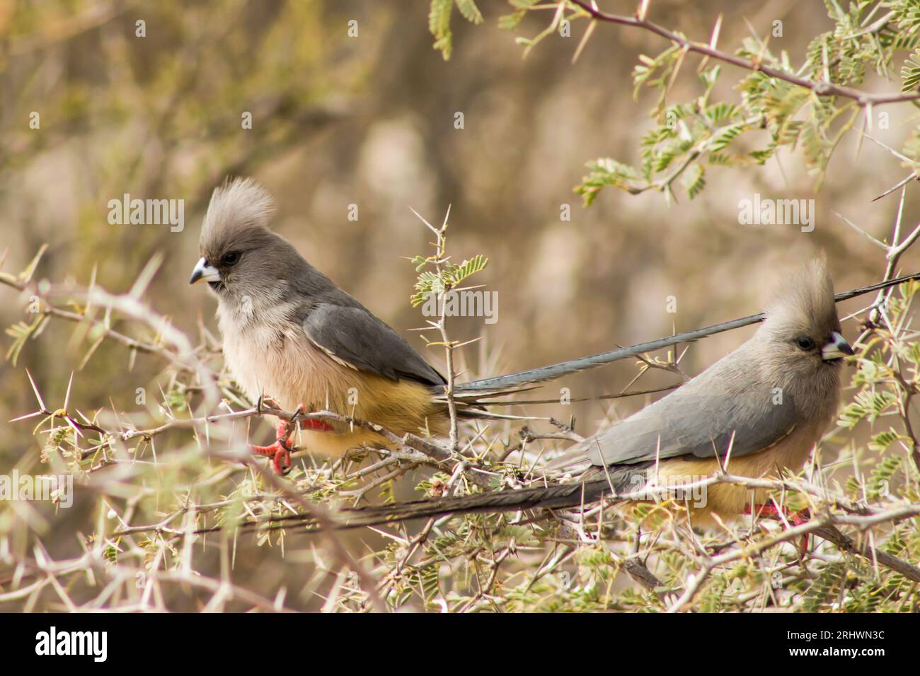 Two white-Backed Mousebirds, Colius colius, in a small thornbush in the ...