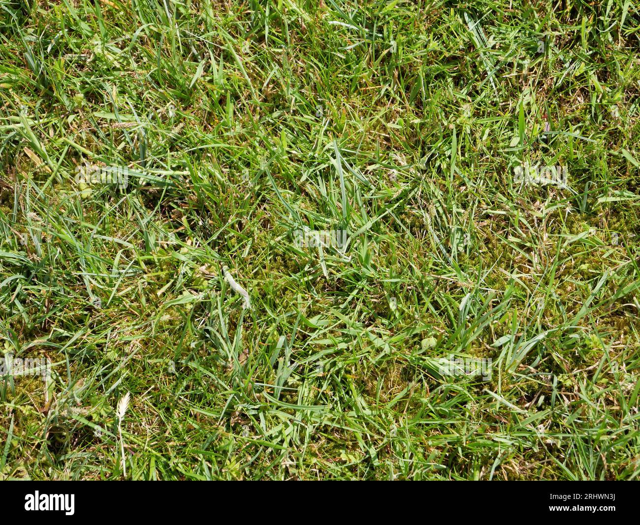 Green grass background, summer lawn, field close view Stock Photo - Alamy
