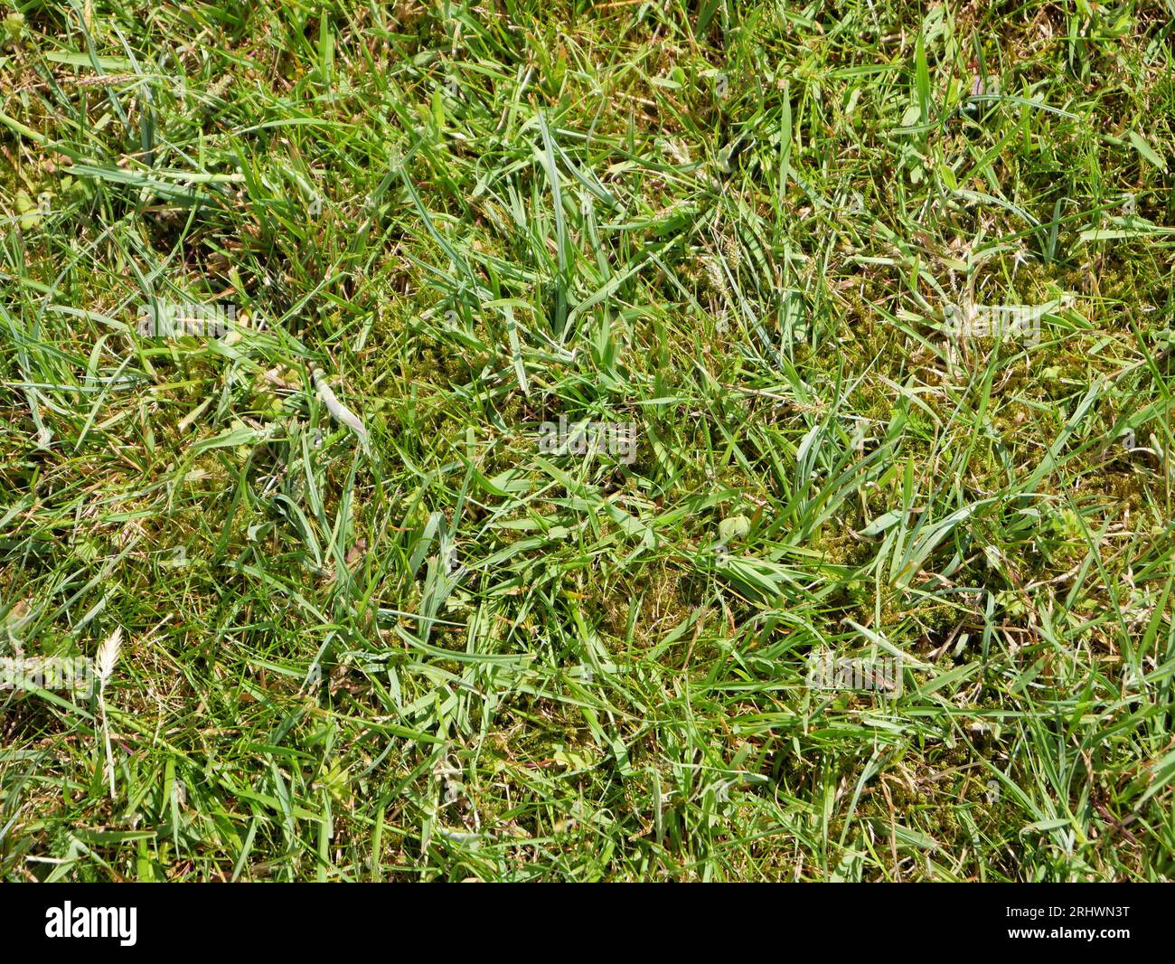 Green grass background, summer lawn, field close view Stock Photo - Alamy