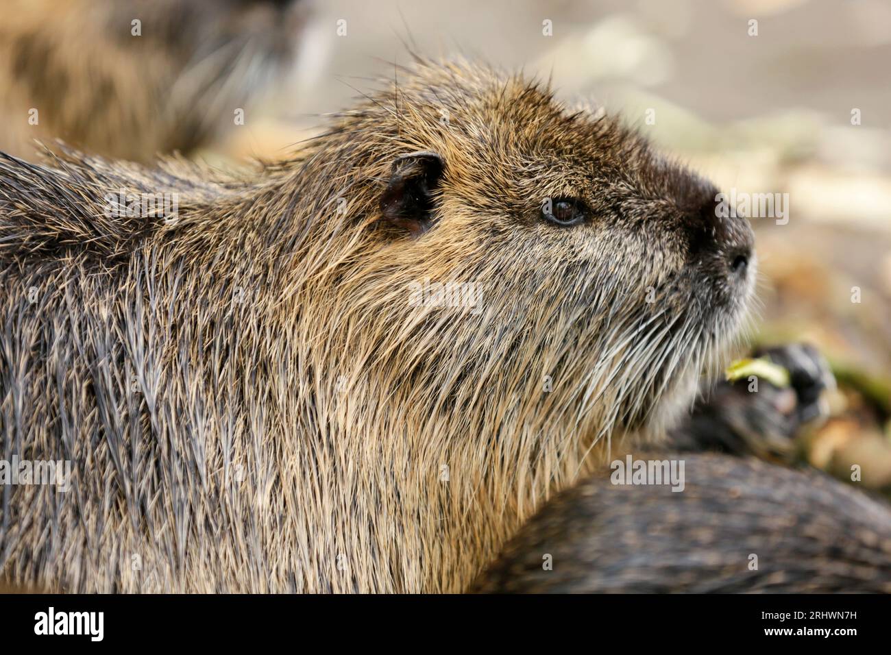 Heavily built rodent hi-res stock photography and images - Alamy