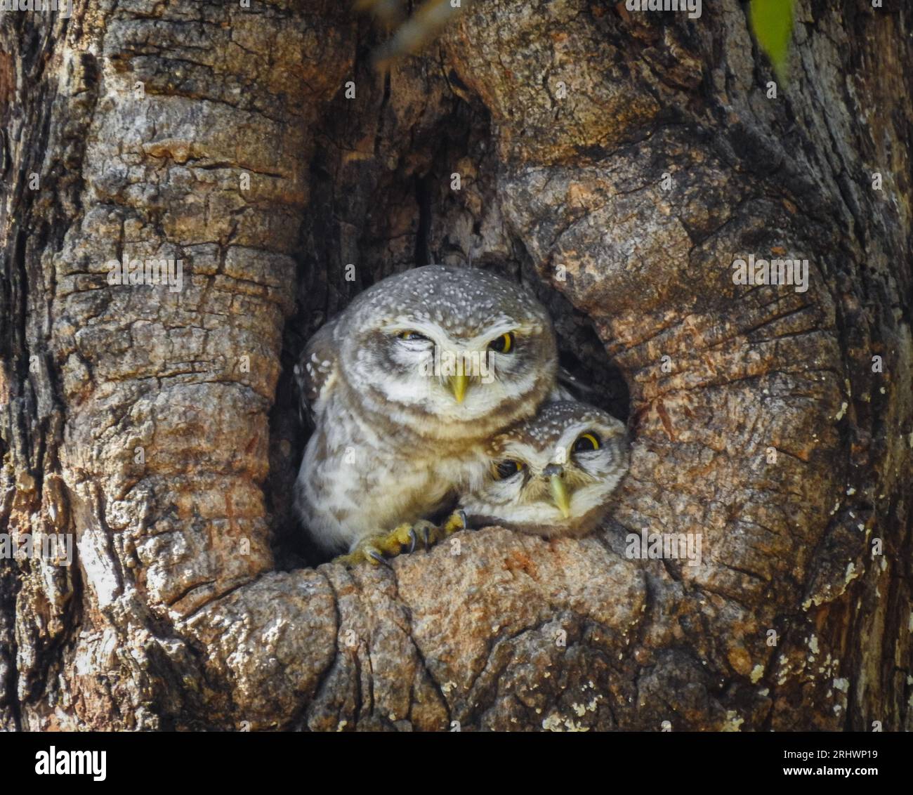 Spotted owlet from woods of india Stock Photo - Alamy