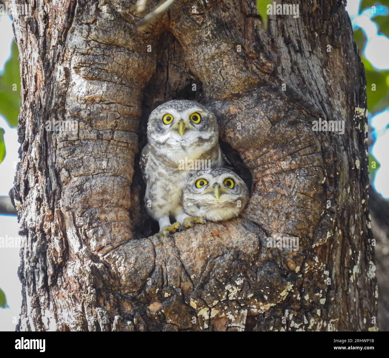 Spotted owlet from woods of india Stock Photo - Alamy